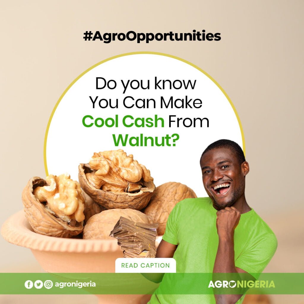 13 Things You Should Know About Walnuts - AgroNigeria