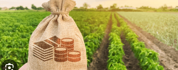 All You Need to Know About Bambara Nut - AgroNigeria